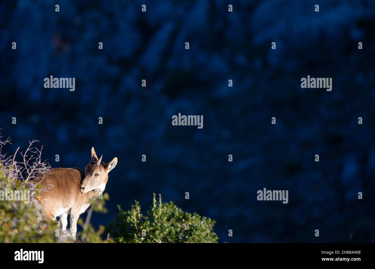 Iberian female wild goat hi-res stock photography and images - Alamy