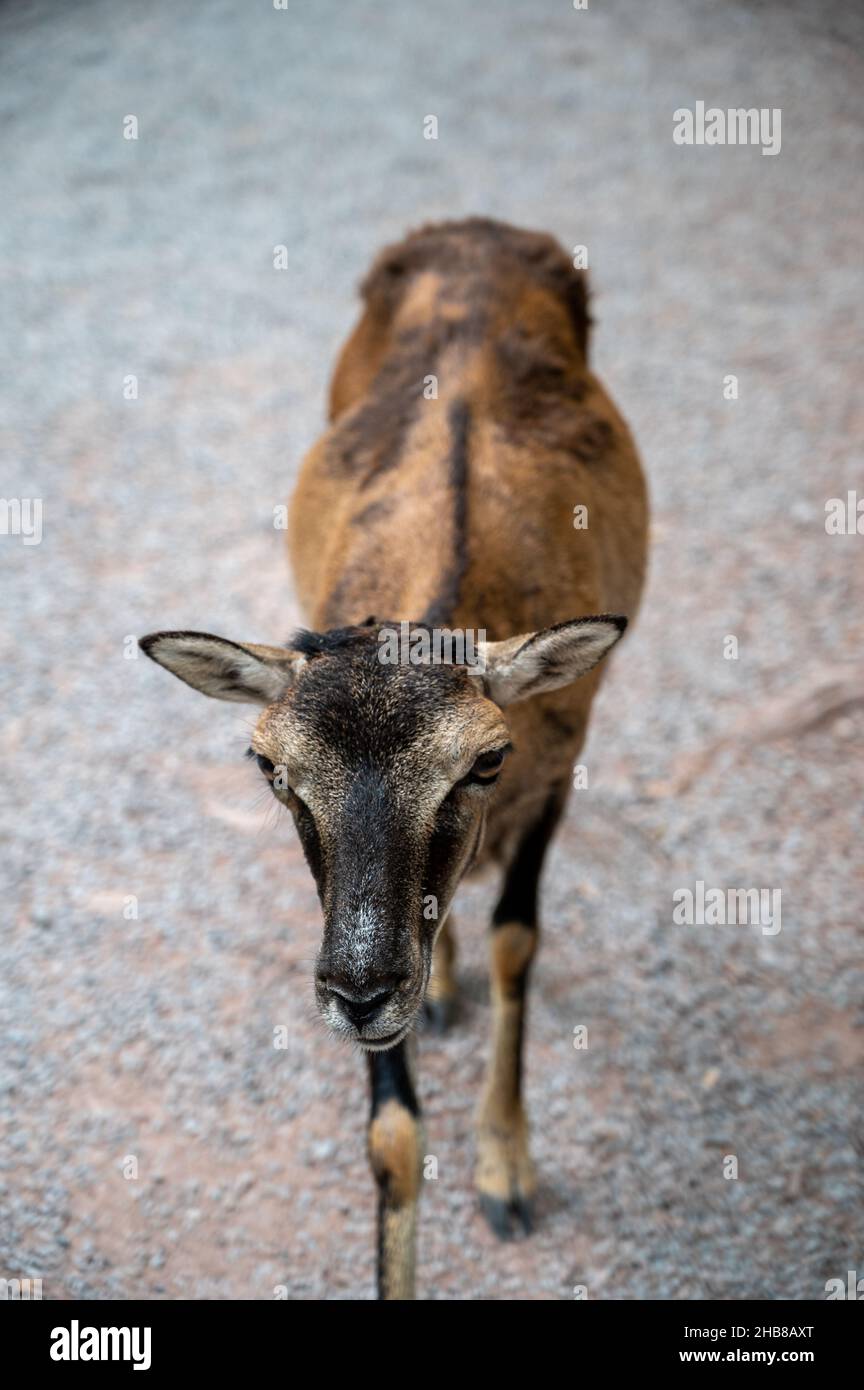 Overhead shot of the goat standing in the farm with blurred background ...