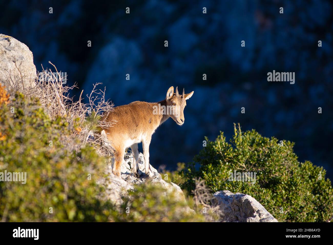 Iberian ibex (Capra pyrenaica) female Stock Photo - Alamy