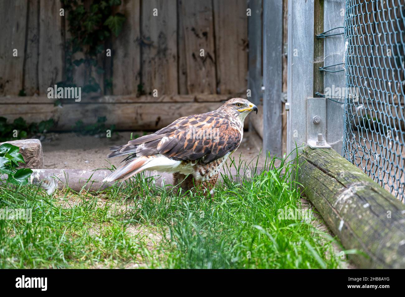 Metal falcon hi-res stock photography and images - Alamy