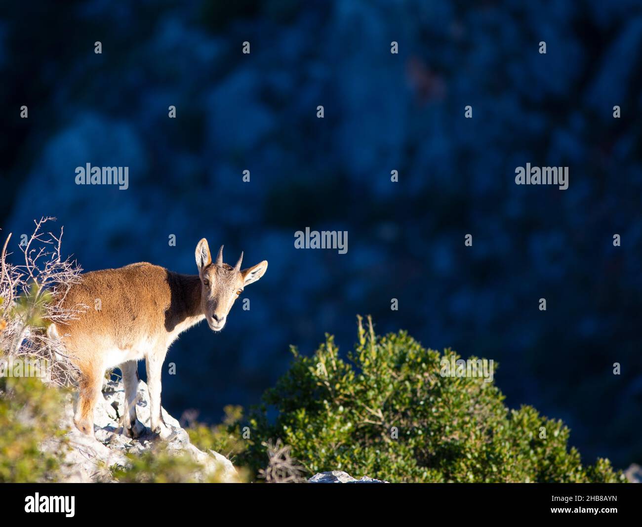 Iberian ibex (Capra pyrenaica) female Stock Photo - Alamy