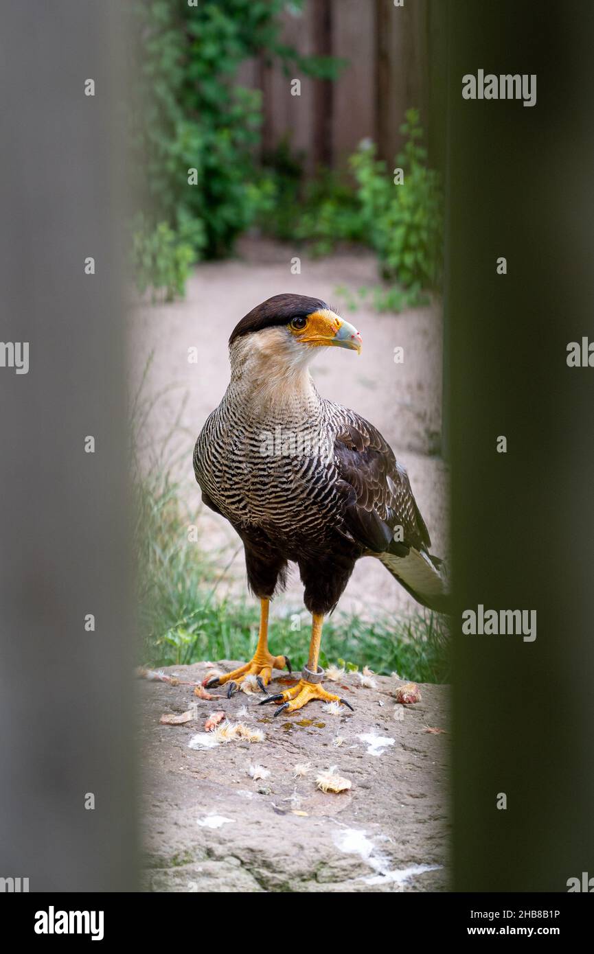 Vertical shot of a beautiful bird in a garden behind a wall Stock Photo ...