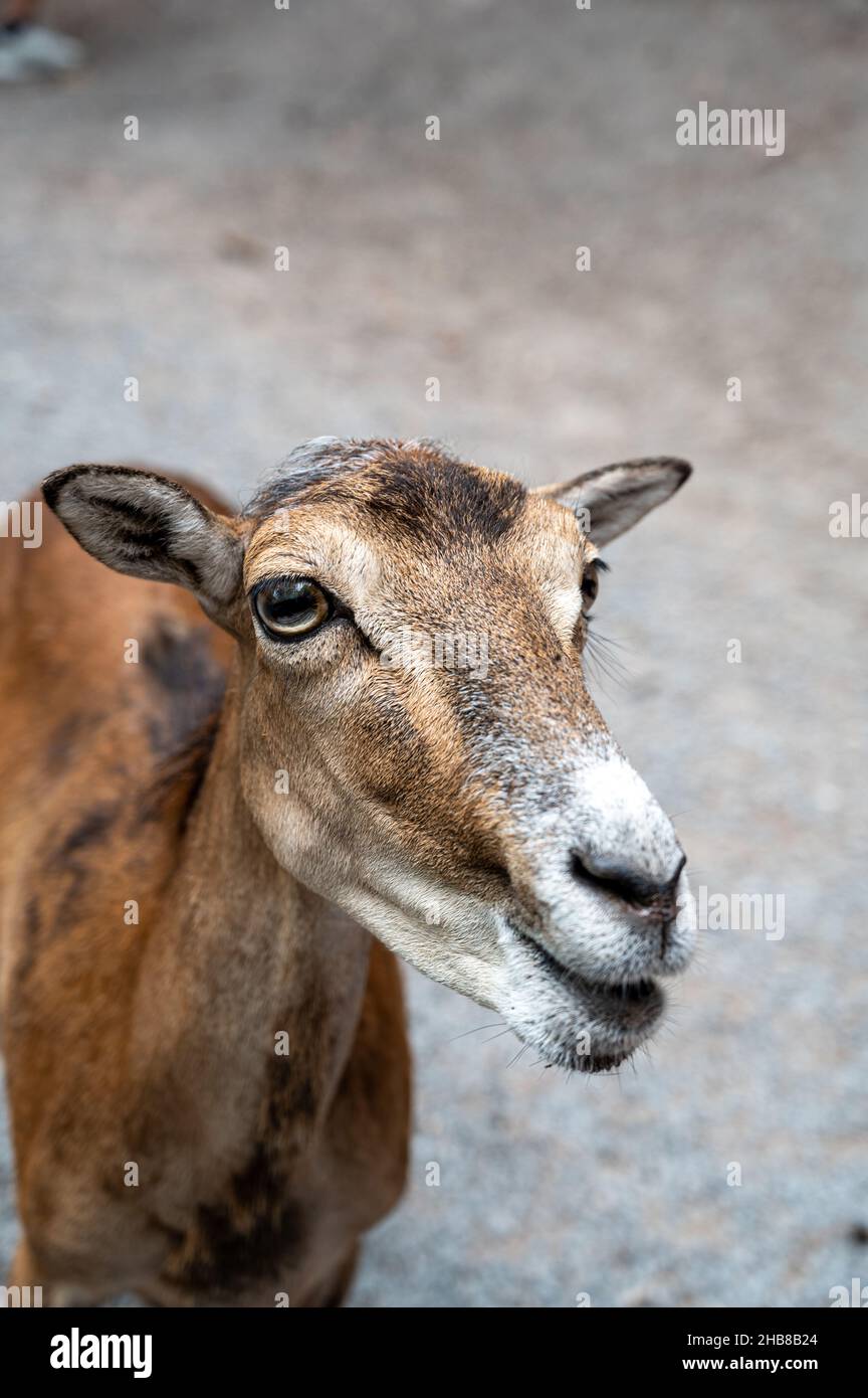 Closeup of the head of a goat standing in the park of animals with ...