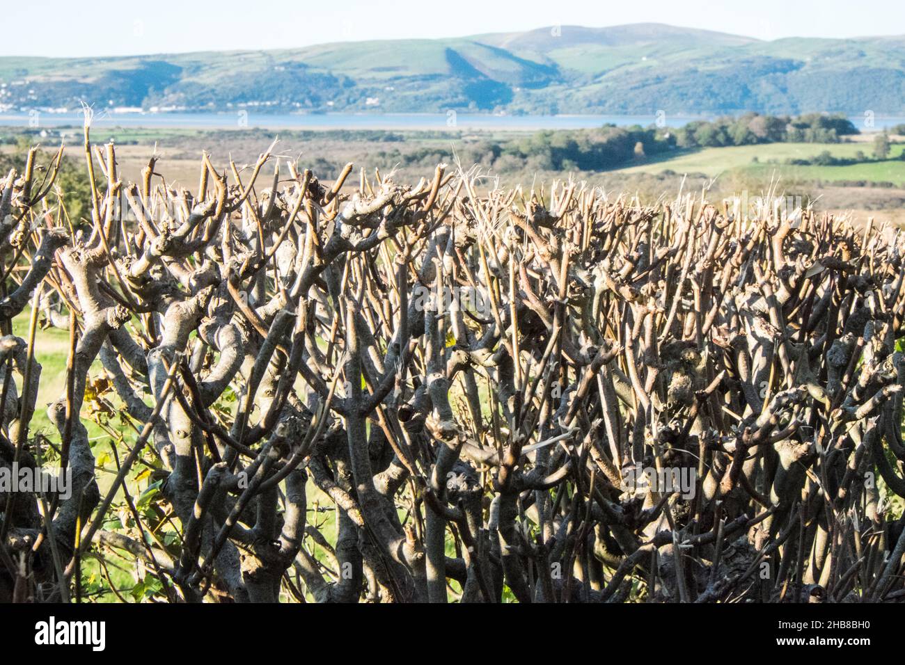 Hedge,hedge cut,cutting,hedge cutting,agriculture,agricultural,rural ...