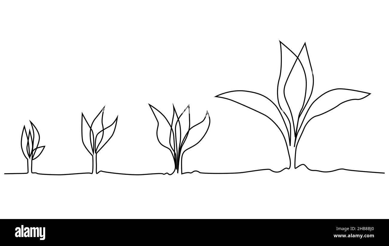 Minimalist Plant Drawing Order Cheapest | www.pinnaxis.com