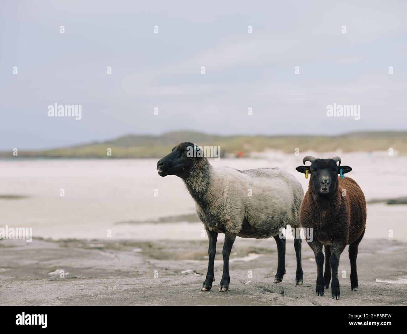 Ewe and lamb Shetland sheep breed in the Scottish West Highland coast ...