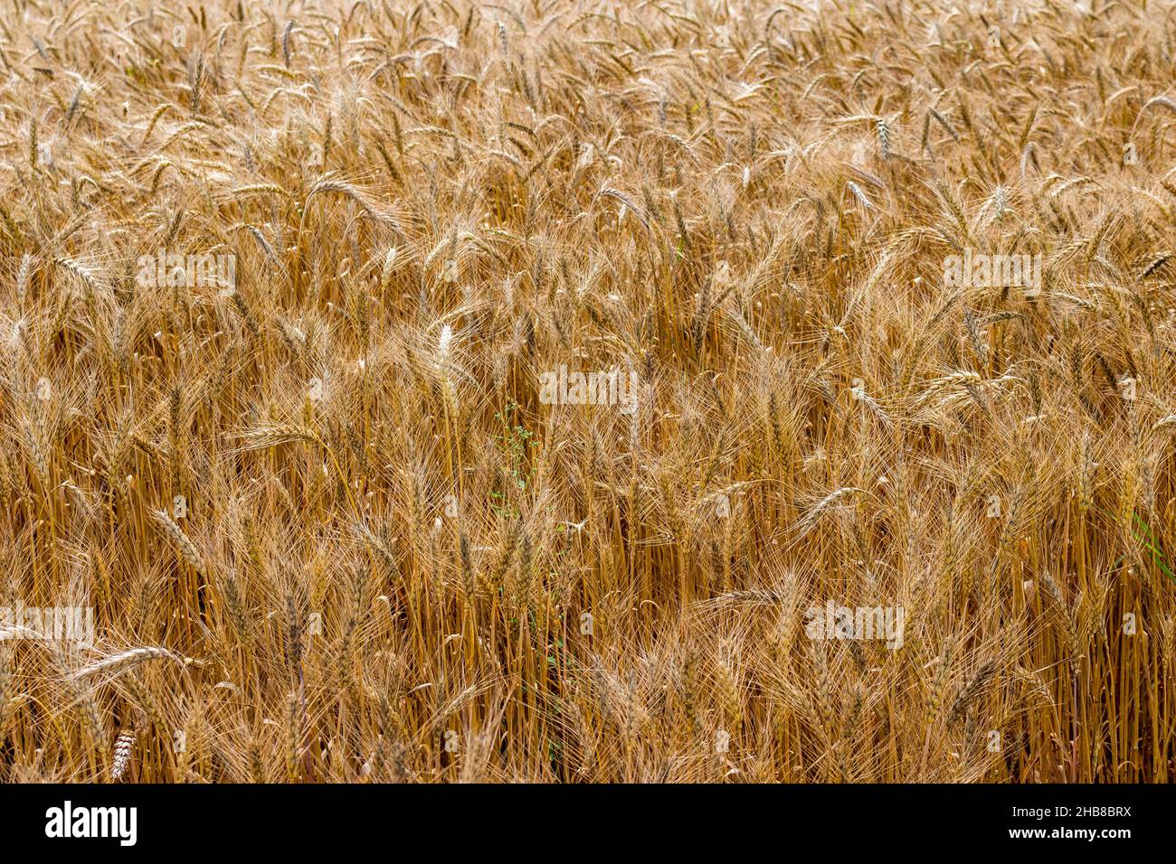 Ripe golden rye in an agricultural field background Stock Photo - Alamy