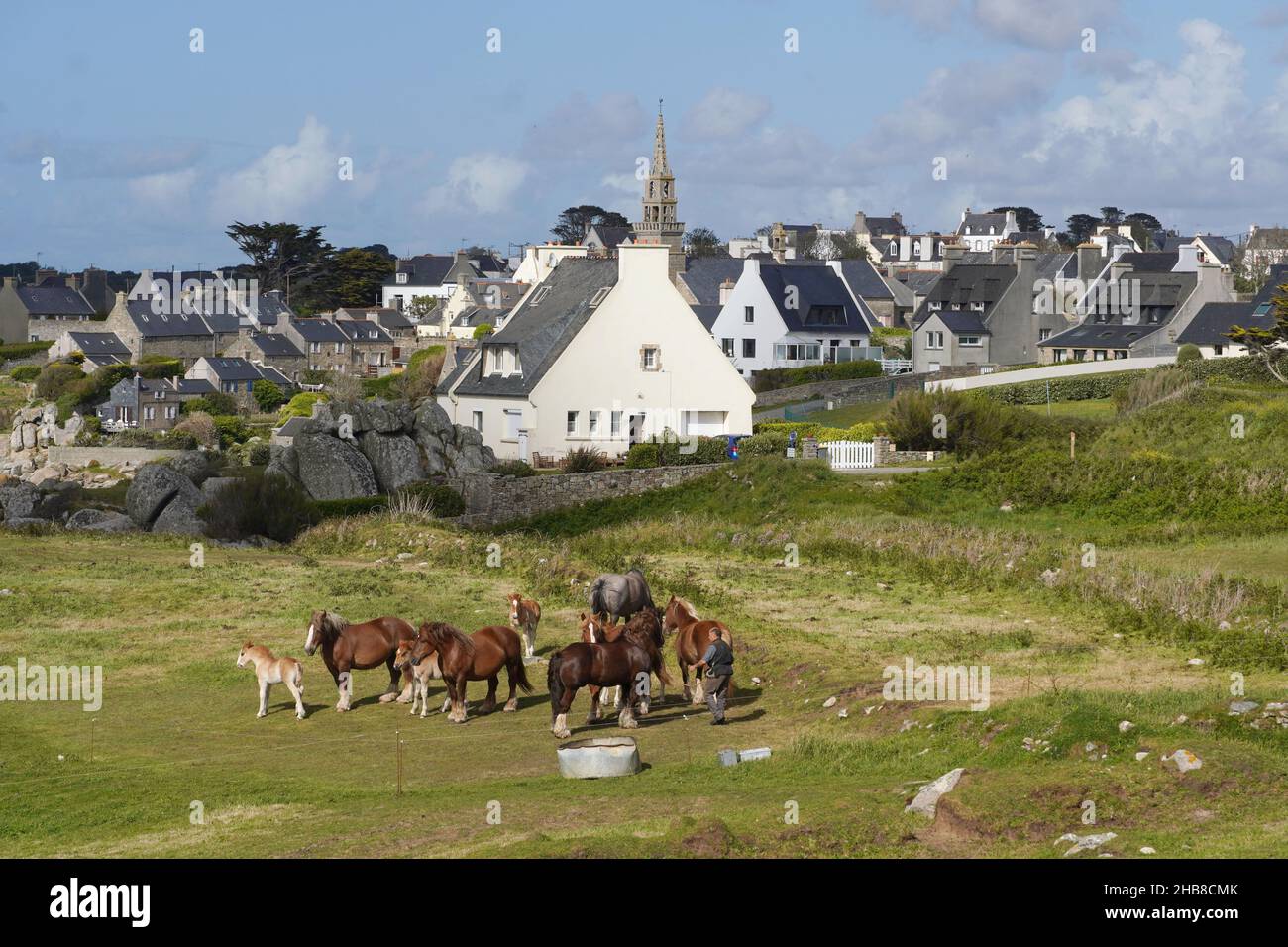 Trait breton draft horse hi-res stock photography and images - Alamy