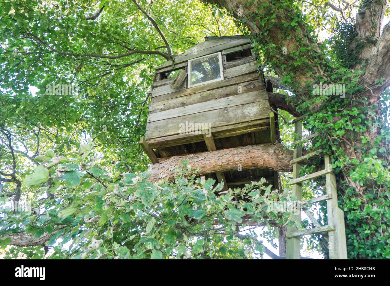tree,building,structure,Treehouse,Aberdovey Estuary,Mid,West,Wales ...