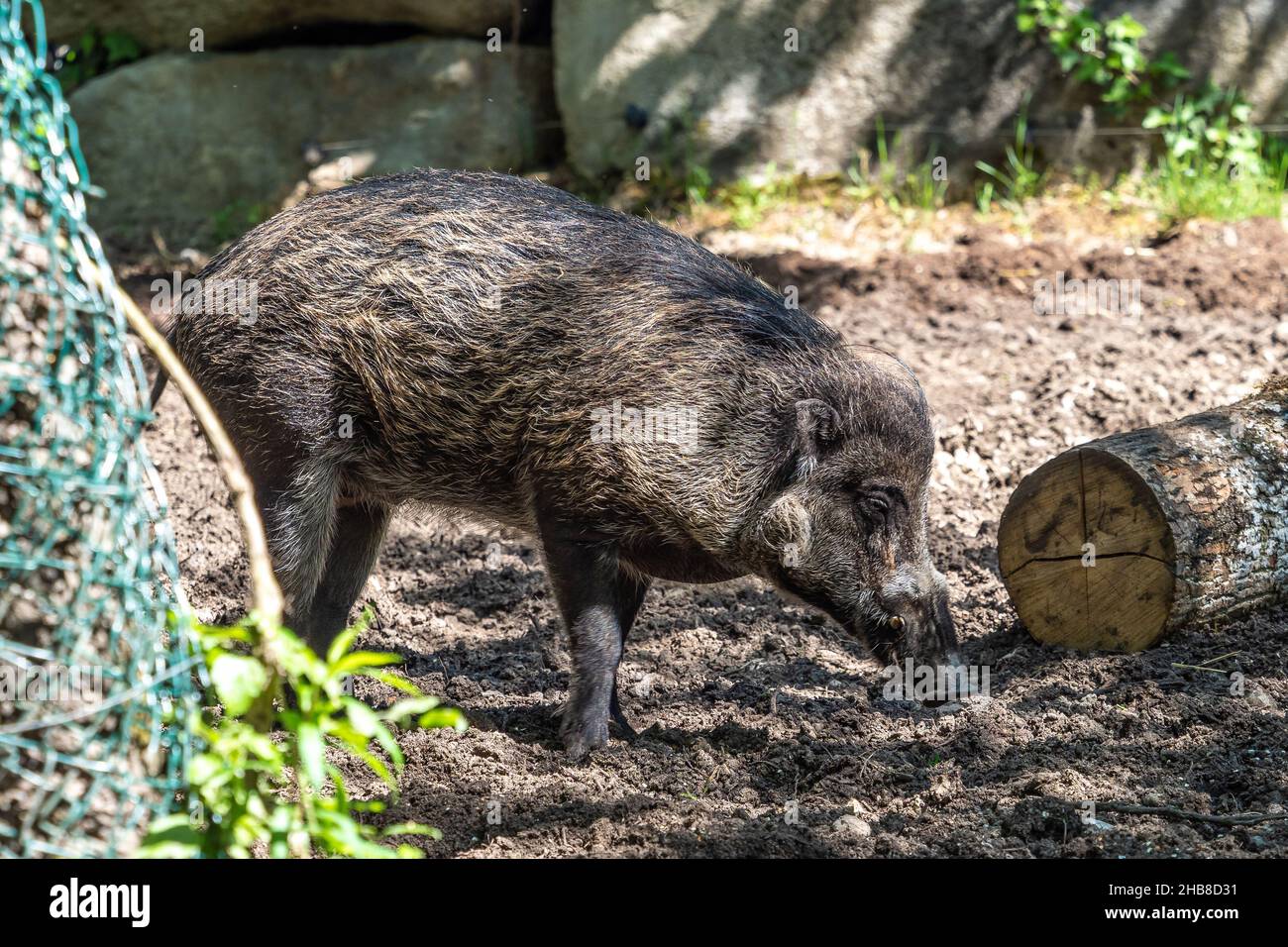 The Visayan warty pig, Sus cebifrons is a critically endangered species ...