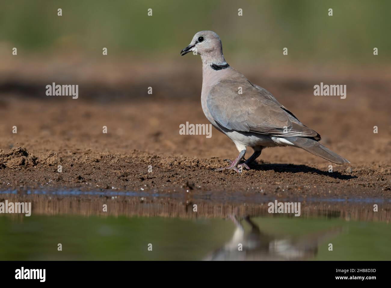 Cape turtle dove Stock Photo - Alamy