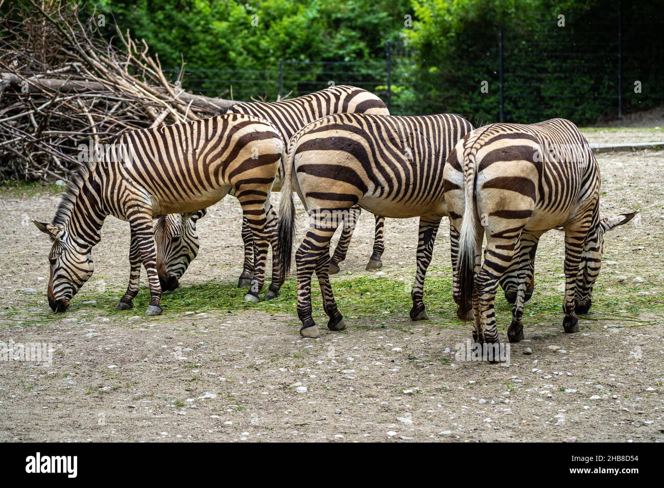 The Hartmann's mountain zebra, Equus zebra hartmannae is a subspecies ...