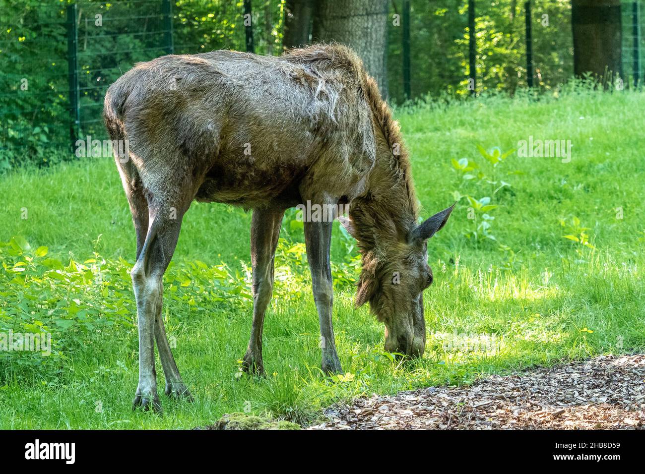 European Moose, Alces alces, also known as the elk. Wild life animal ...