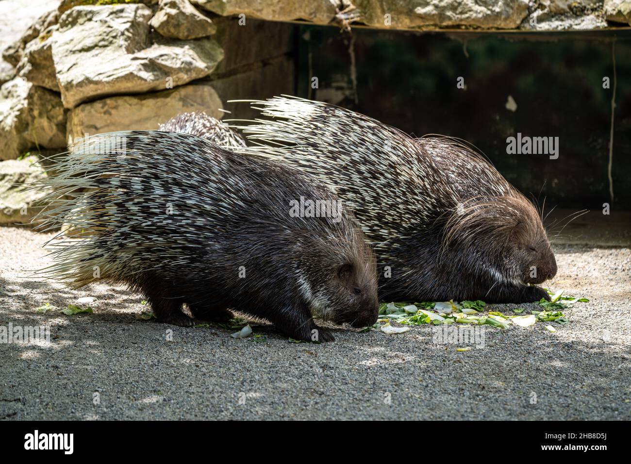 The Indian crested Porcupine, Hystrix indica or Indian porcupine, is a ...