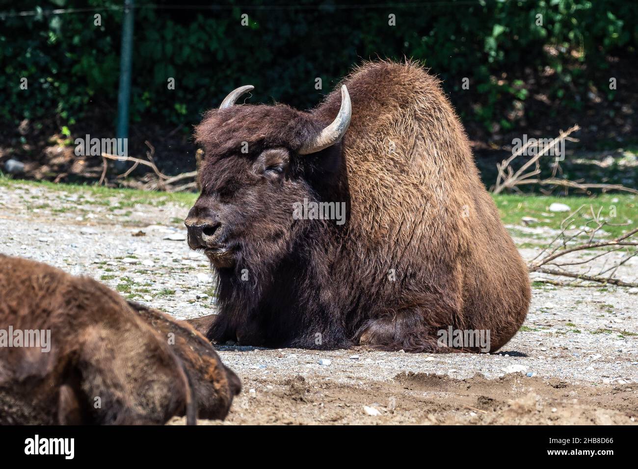 The American bison or simply bison, also commonly known as the American ...