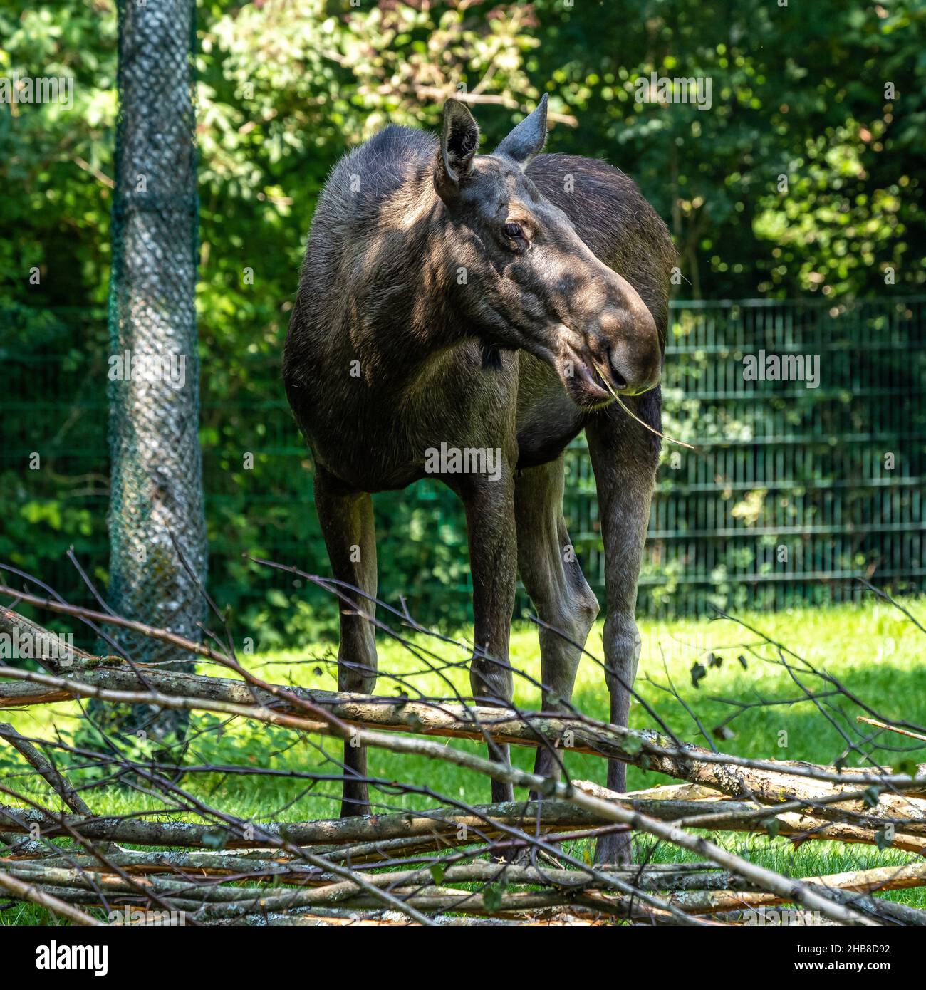 European Moose, Alces alces, also known as the elk. Wild life animal ...