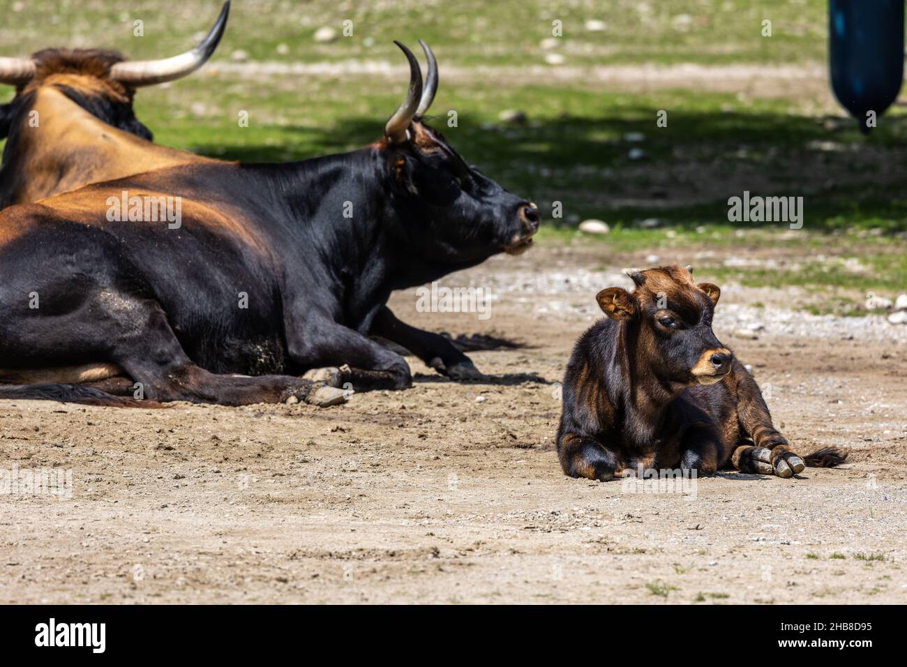 Young baby Heck cattle, Bos primigenius taurus, claimed to resemble the ...