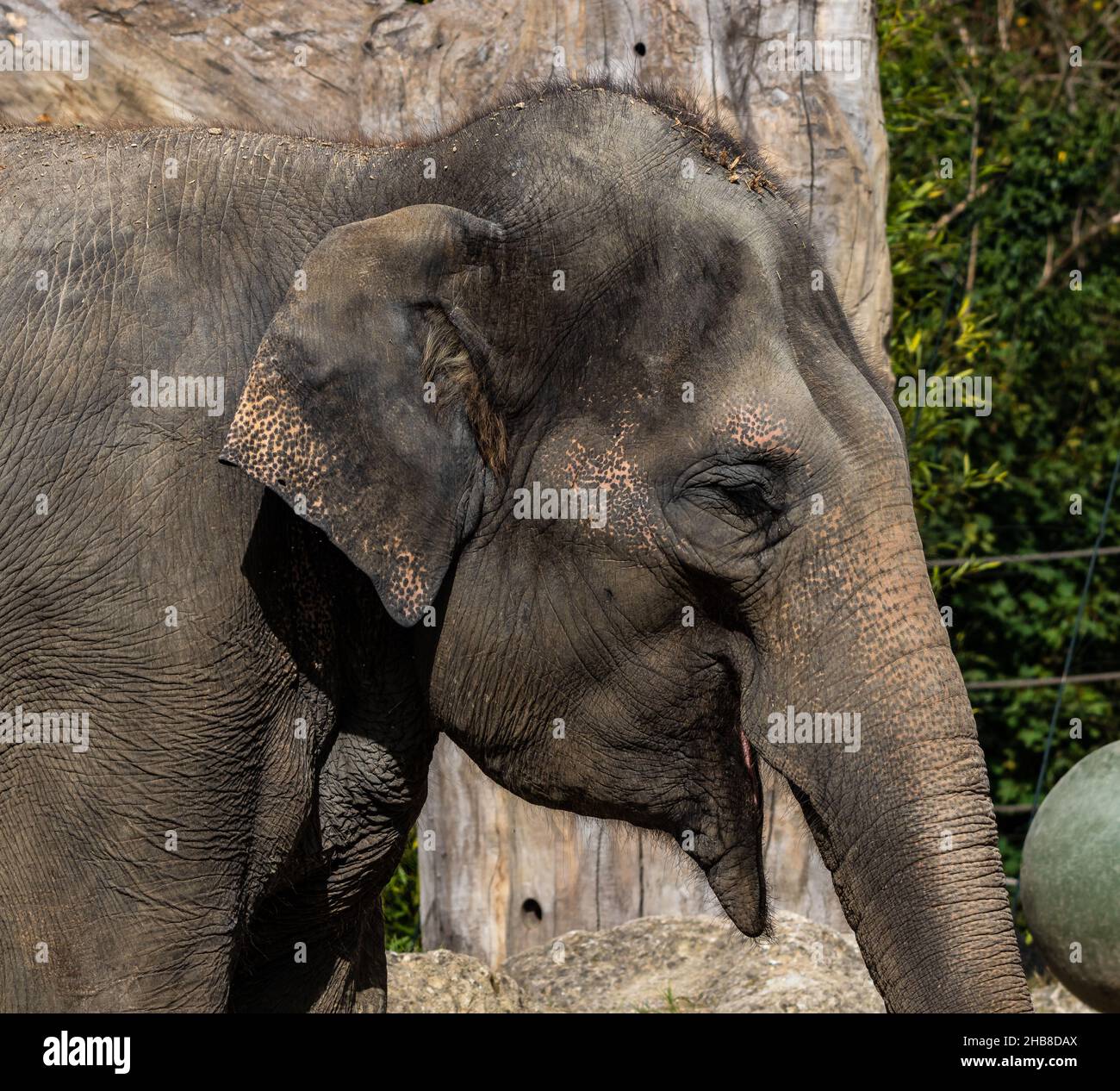 The Asian elephant, Elephas maximus also called Asiatic elephant, is ...