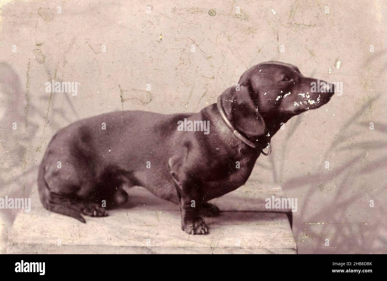 Portrait of a dog, anonymous, 1880 - 1914, baryta paper, cardboard ...