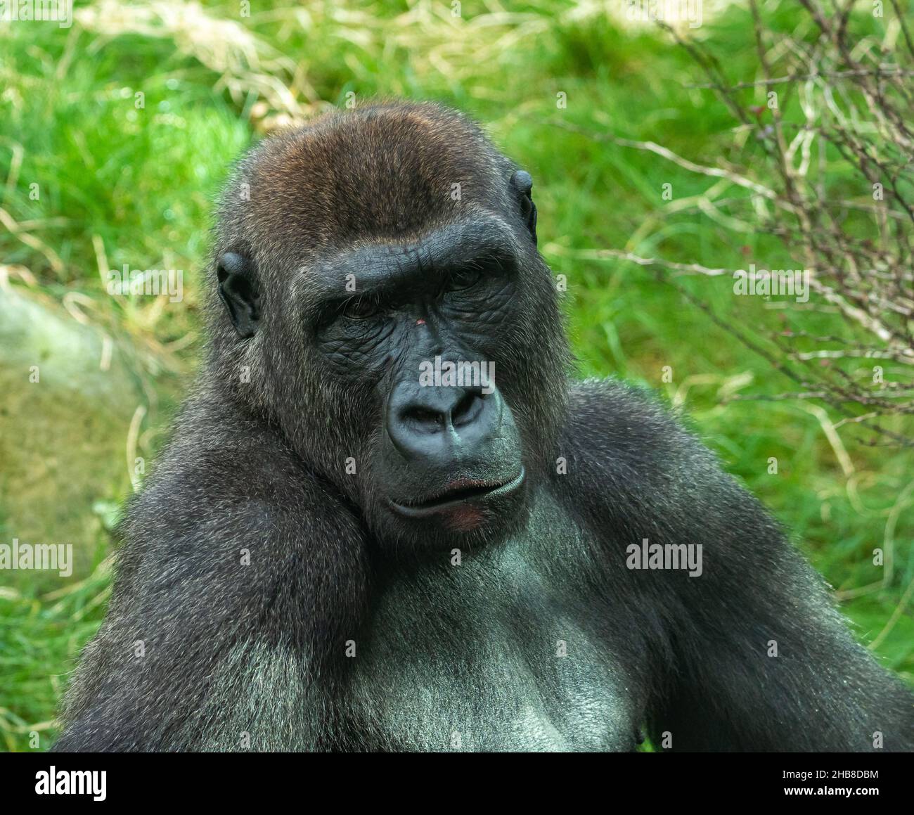 Gorillas are ground-dwelling, predominantly herbivorous apes that ...