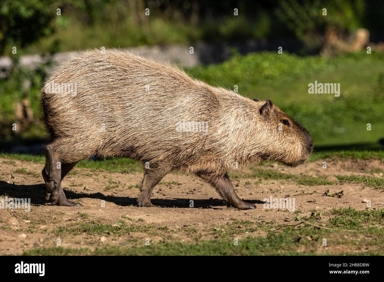 The capybara, Hydrochoerus hydrochaeris is a mammal native to South ...