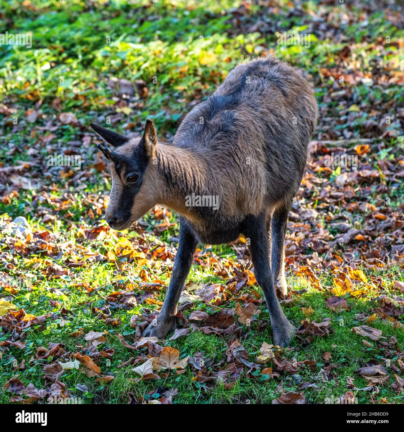 Domestic Goat, Capra aegagrus hircus. Goats are one of the oldest ...