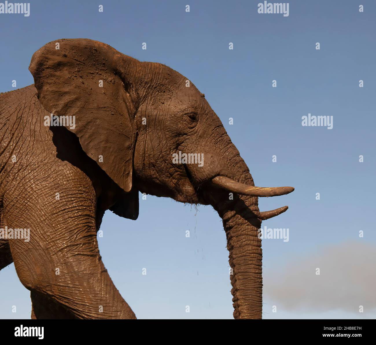 Elephant profile hi-res stock photography and images - Alamy