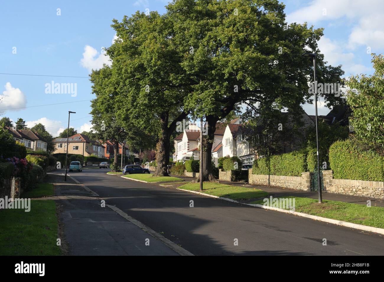 Suburban roadside street trees, Beauchief Sheffield England Stock Photo ...