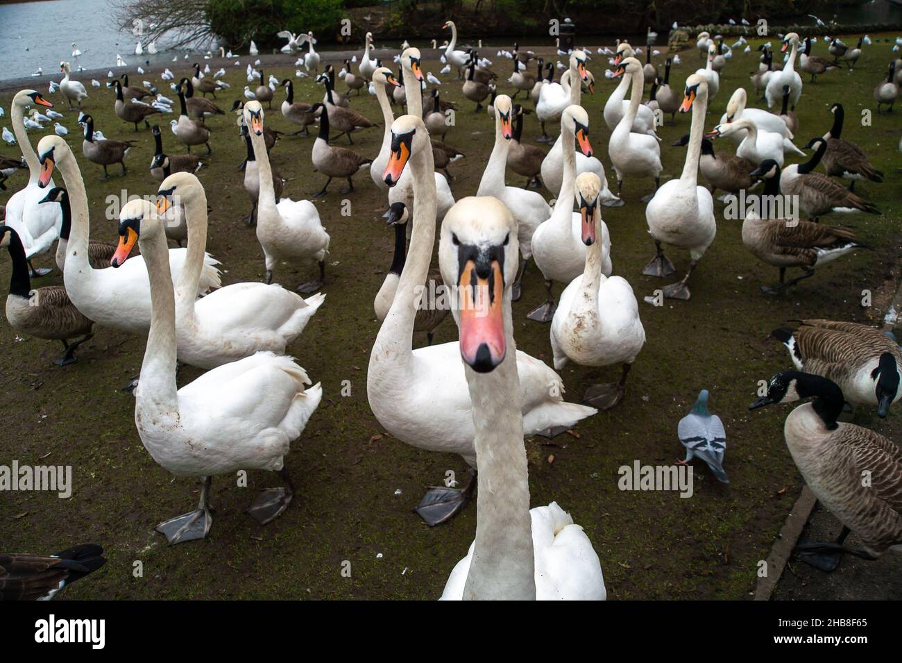 Swan rescuers hi-res stock photography and images - Alamy