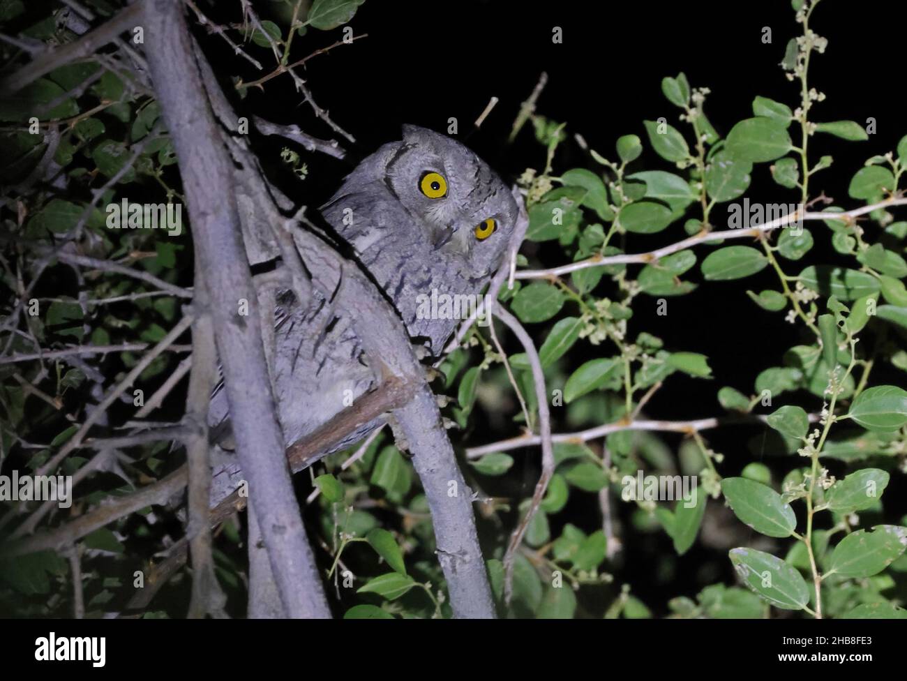 Bruces scops owl hi-res stock photography and images - Alamy