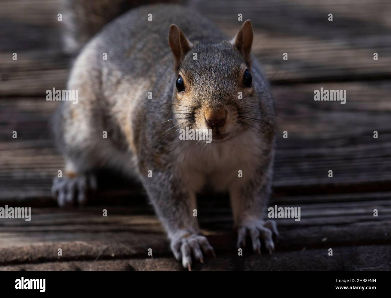 Squirrel looks up out of the shadows on the deck Stock Photo - Alamy