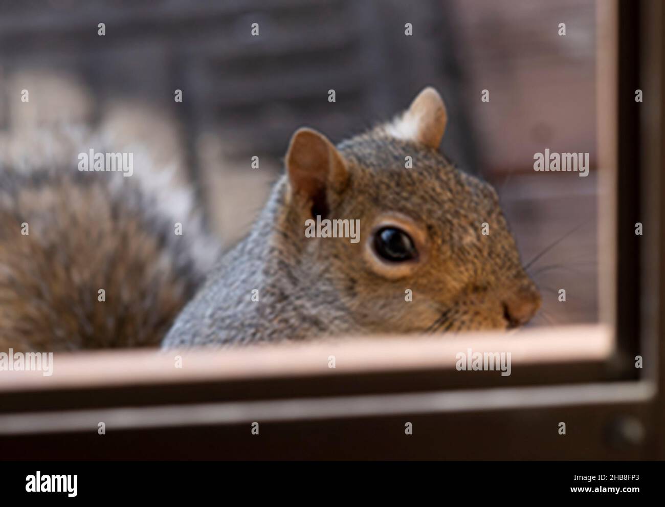 Squirrel looks up out of the shadows on the deck Stock Photo - Alamy