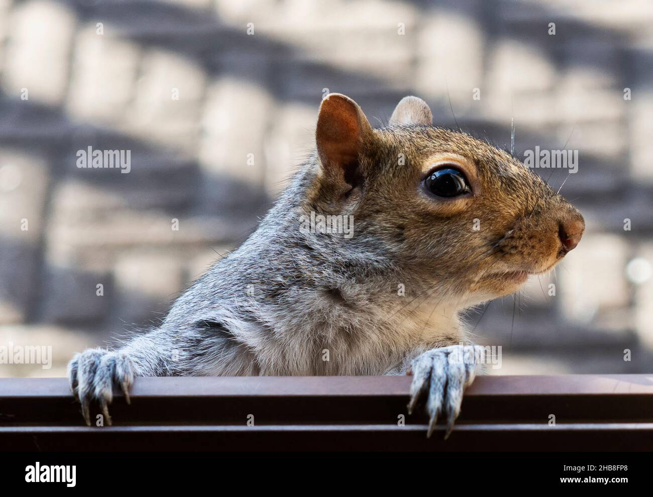 Squirrel looks up out of the shadows on the deck Stock Photo - Alamy