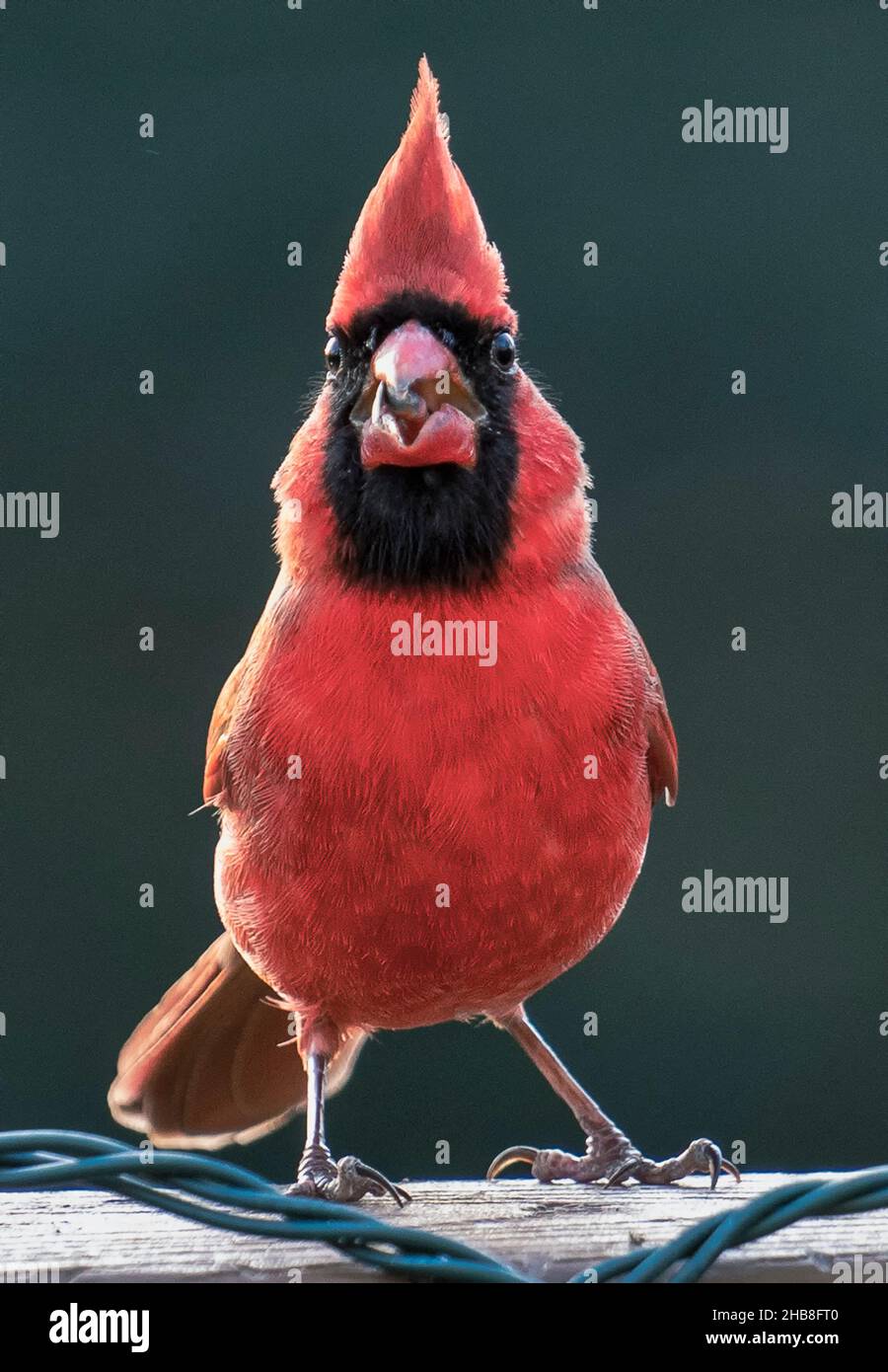 Male Northern Cardinal in the late afternoon sun Stock Photo - Alamy