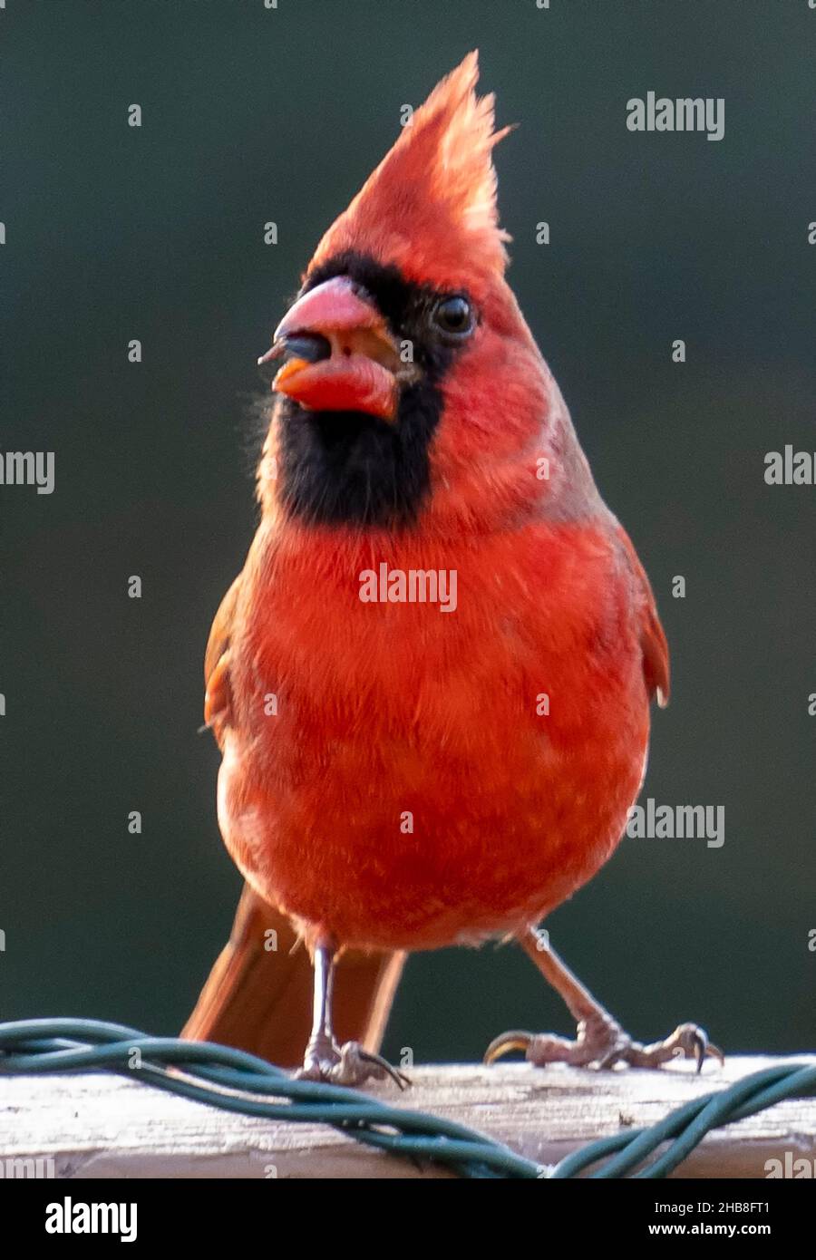 Male Northern Cardinal in the late afternoon sun Stock Photo - Alamy