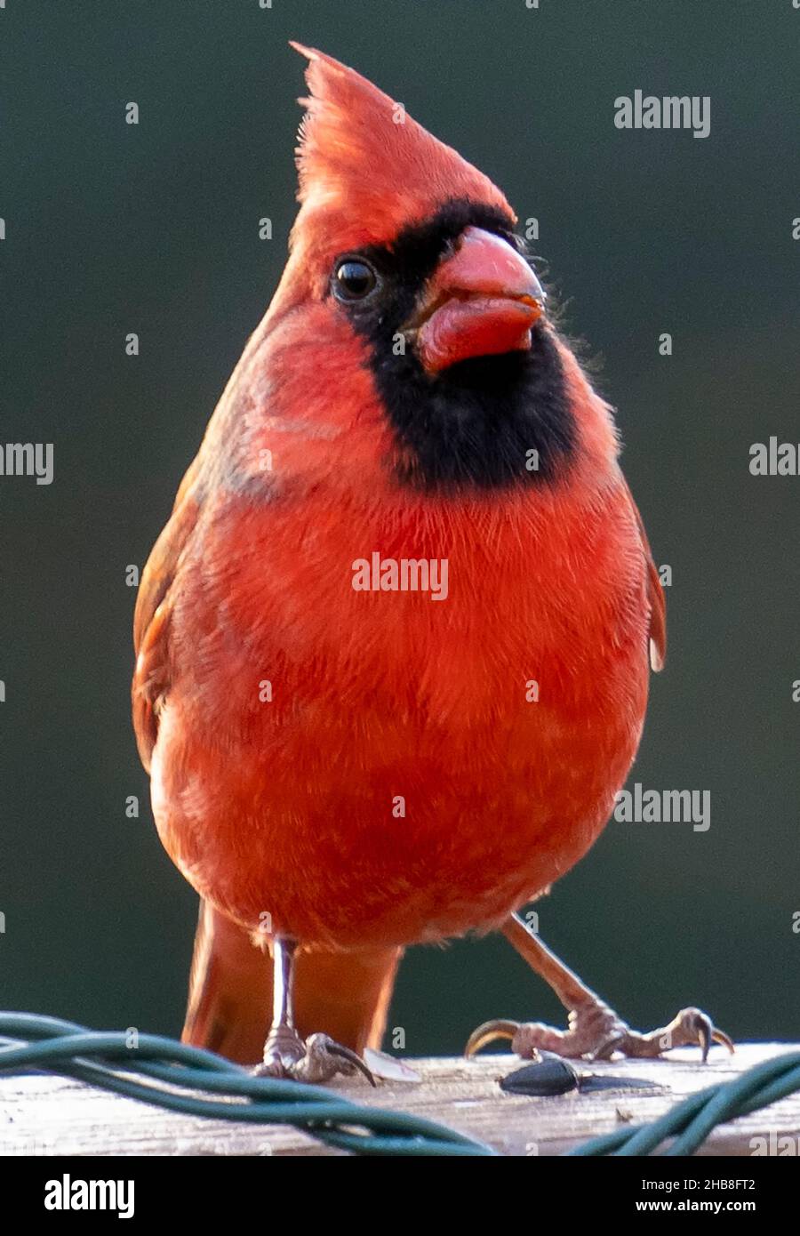 Male Northern Cardinal in the late afternoon sun Stock Photo - Alamy