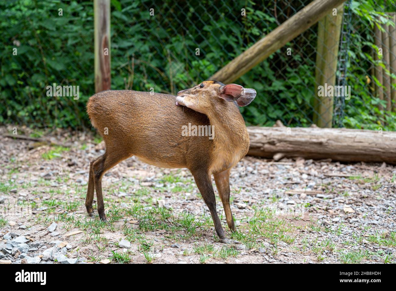 Shot of a small deer in the animals park standing and cleaning itself ...