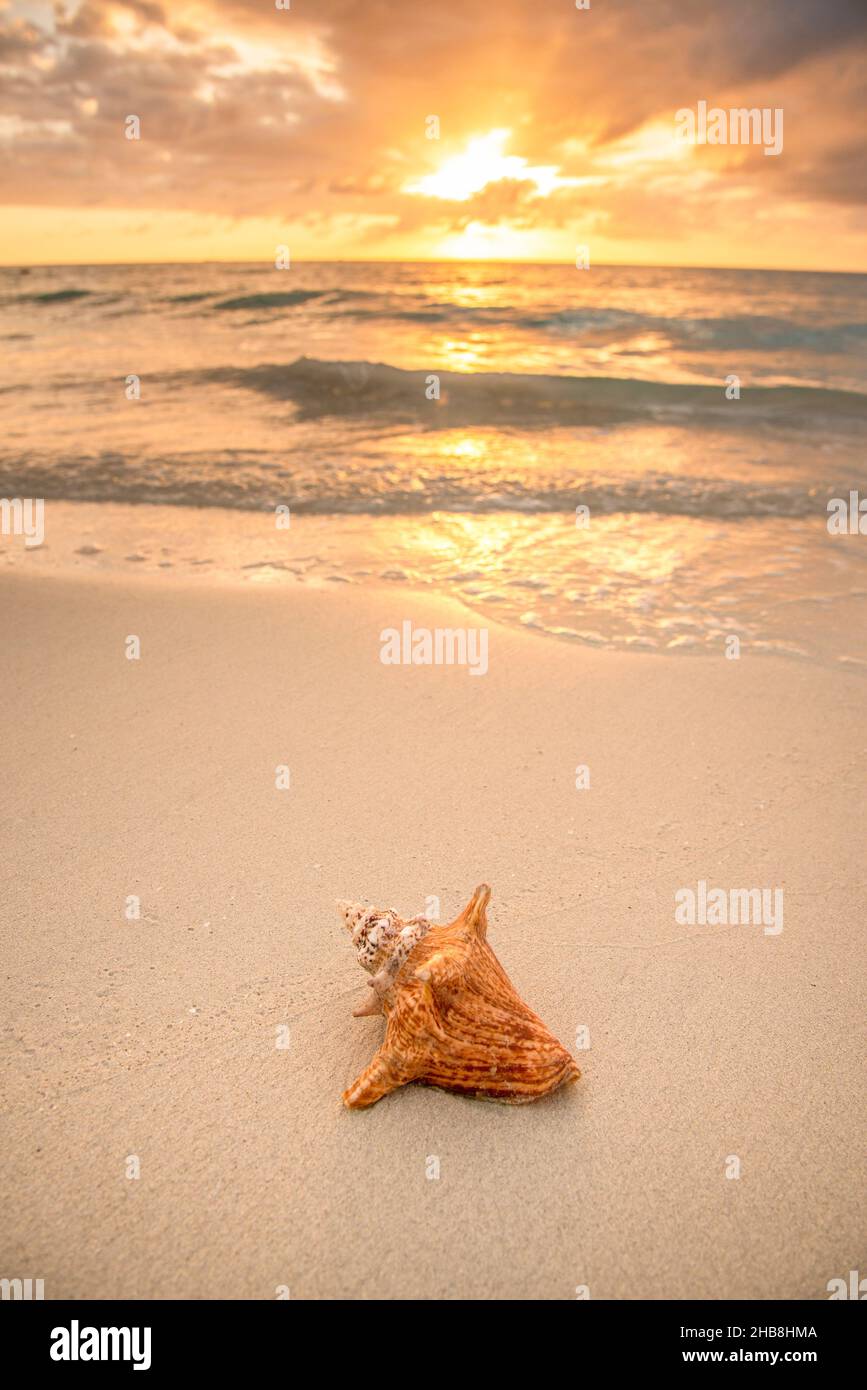 Gold conch shell hi-res stock photography and images - Alamy