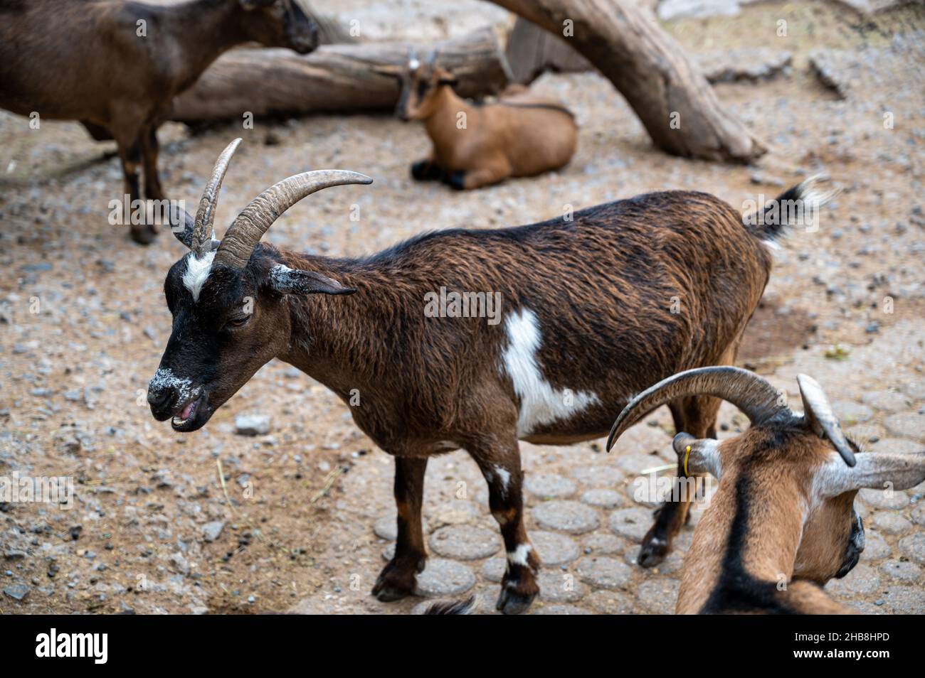 Closeup shot group goats hi-res stock photography and images - Alamy