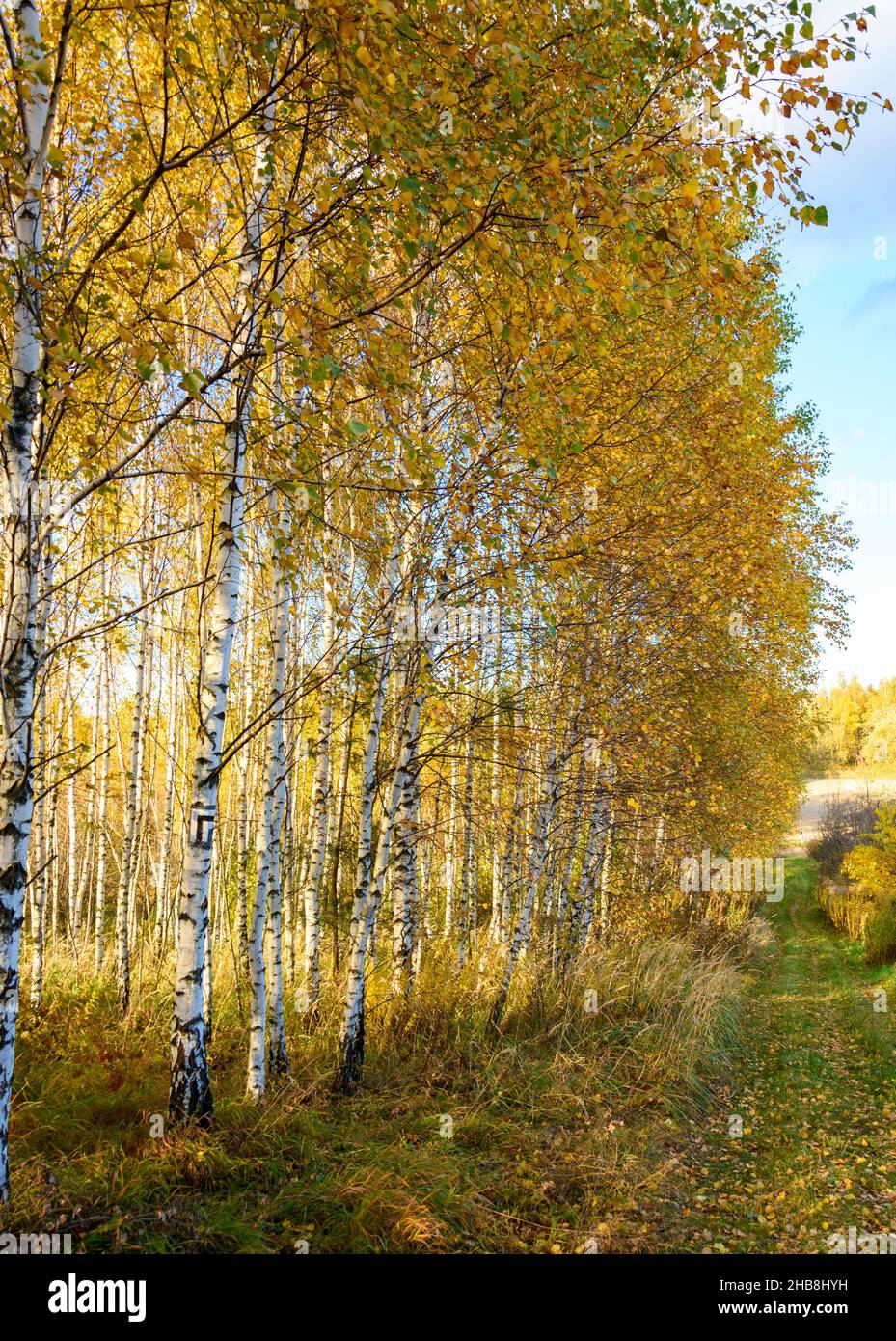 Birch leafy hi-res stock photography and images - Alamy