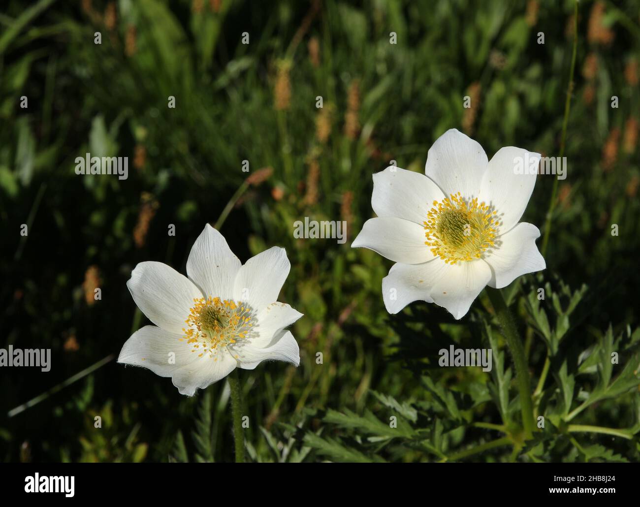 White alpine anemones Stock Photo - Alamy