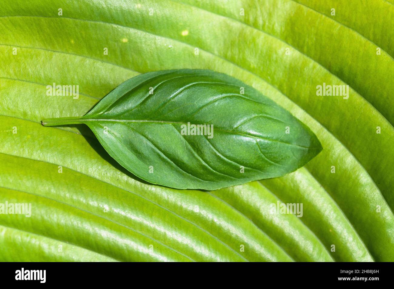 Large leaf basil hi-res stock photography and images - Alamy