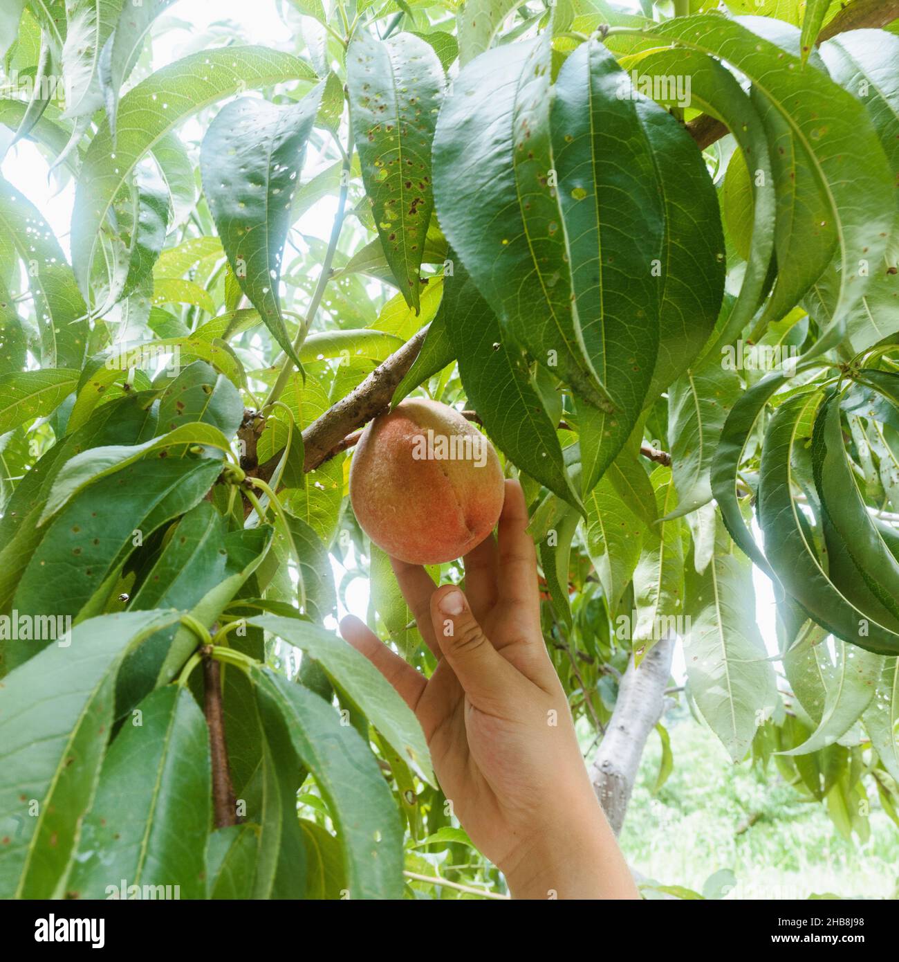 Girls hand with tree hi-res stock photography and images - Alamy