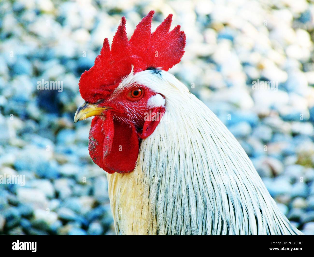 Rooster at a farm in Maramures Stock Photo - Alamy
