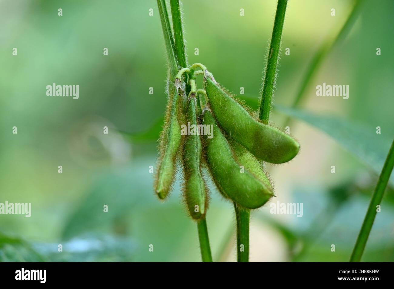 Vine with black gram pods hi-res stock photography and images - Alamy