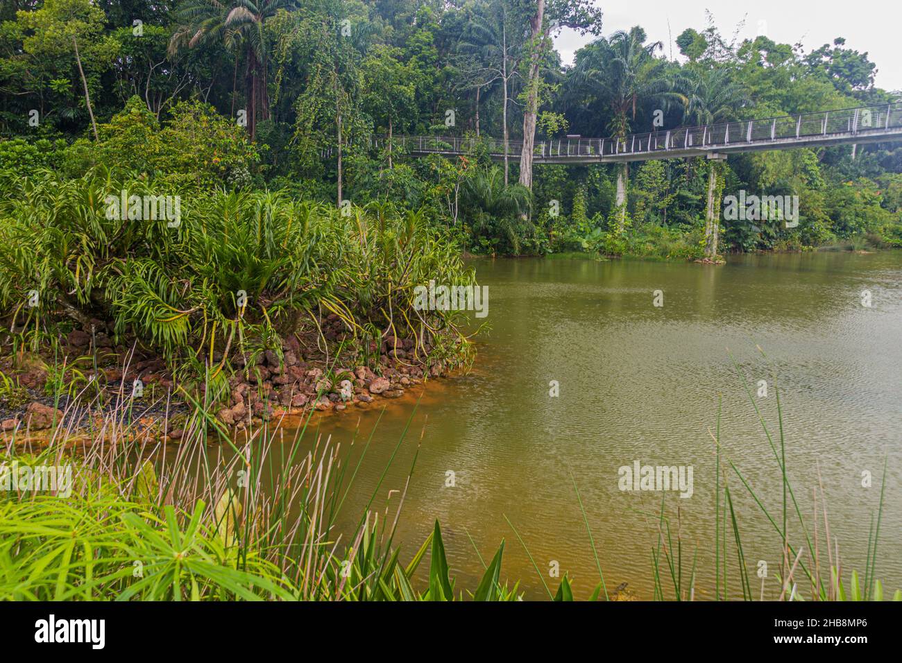 Pond in Singapore Botanic Gardens Stock Photo - Alamy