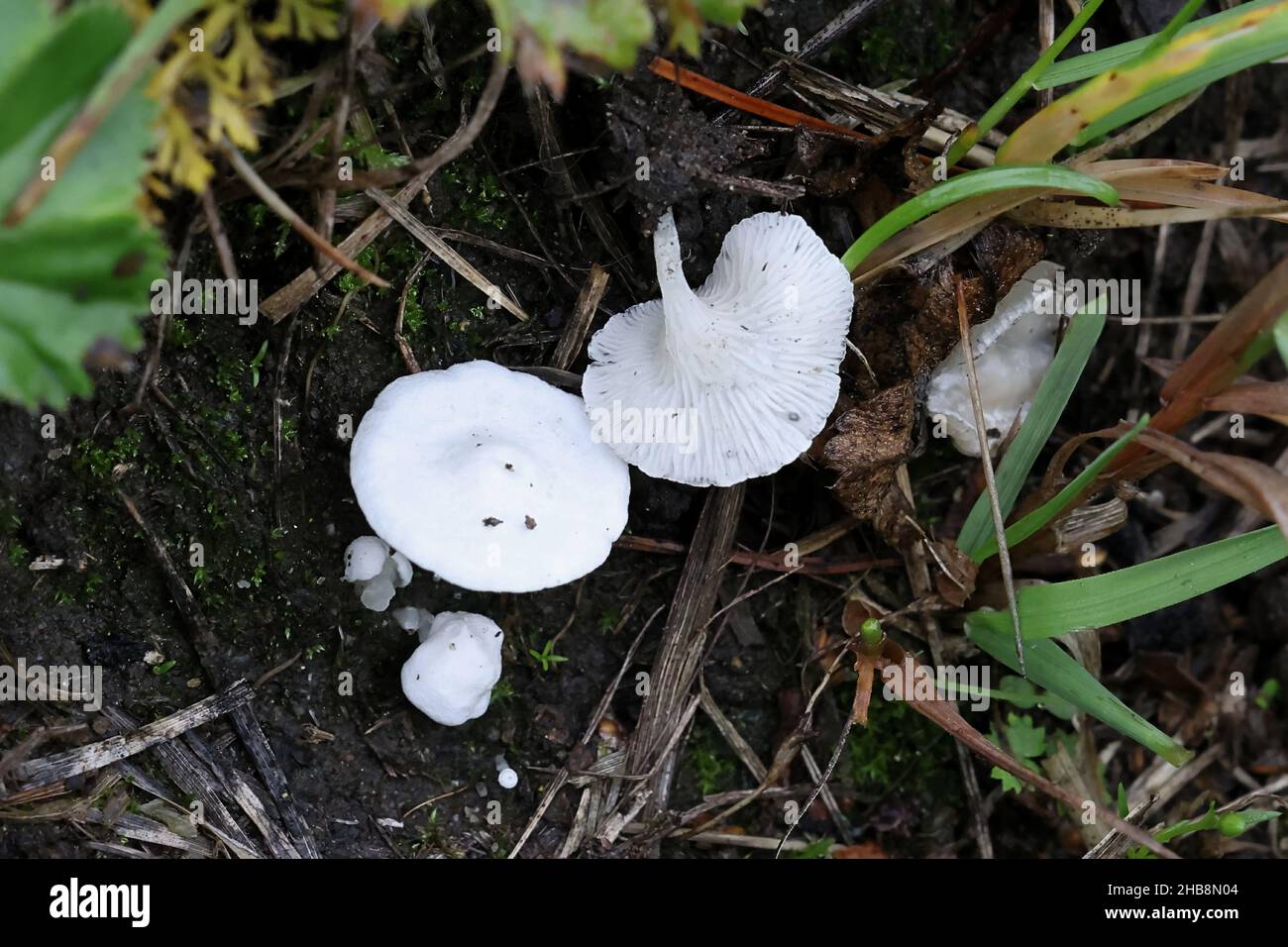 Clitopilus scyphoides, wild mushroom from Finland, no common English ...