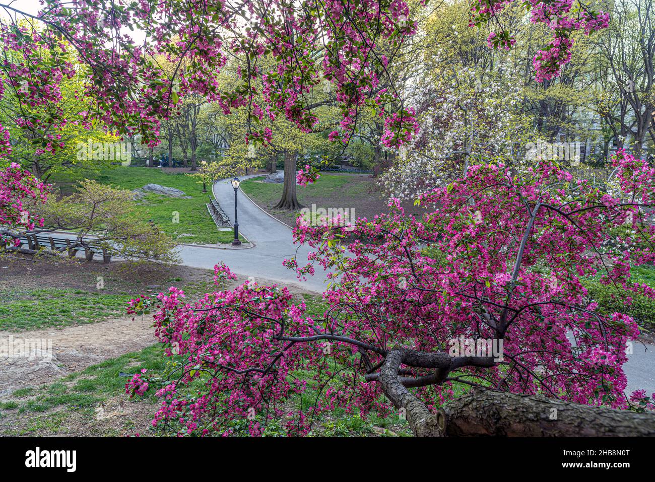 Malus coronaria, also known by the names sweet crabapple or garland ...