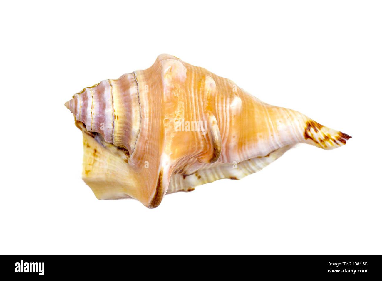 Top view of bright yellow seashell from the ocean isolated on white ...