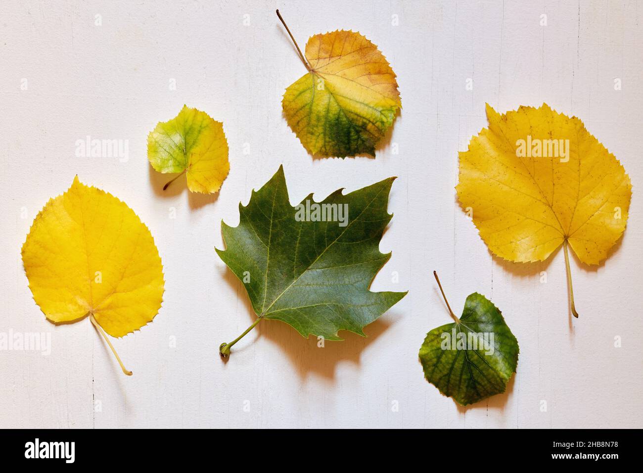 Assorted leaves hi-res stock photography and images - Alamy
